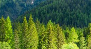 What is the most common tree in Turkey? - Content about Plants