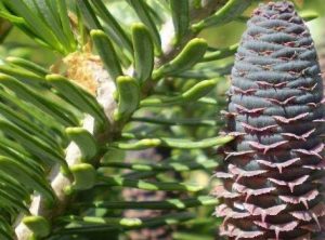 Is balsam fir native to Canada? Balsam Fir