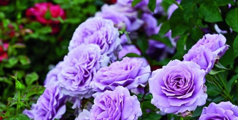 How long do purple roses last? Care of purple roses