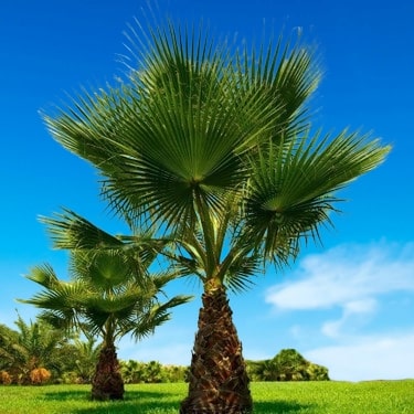 Can palm trees survive in Germany? Palm Pruning Time