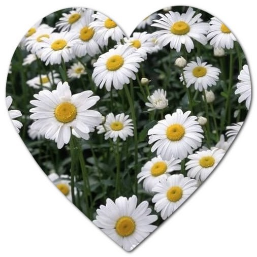 What are common spring flowers in Germany?