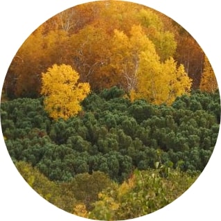 Tree removal and tree felling in Bellingham