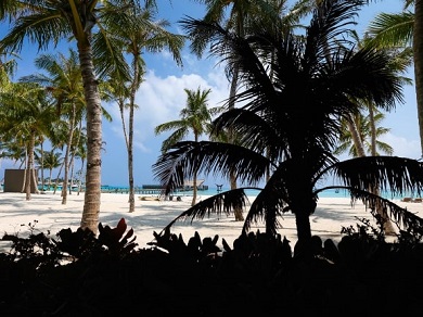 Can palm trees survive in Germany? Palm Pruning Time