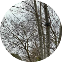 Tree removal and tree felling in Bellingham