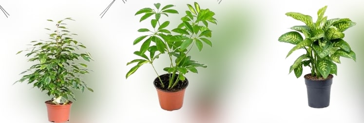What is the coolest indoor plant? Decoration Plant