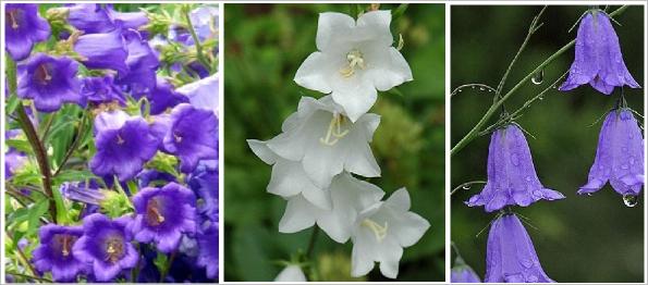 Where does the bellflower grow? How to care for campanula