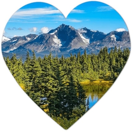 What Types of Trees Are Found in Alaska? Alaska Trees