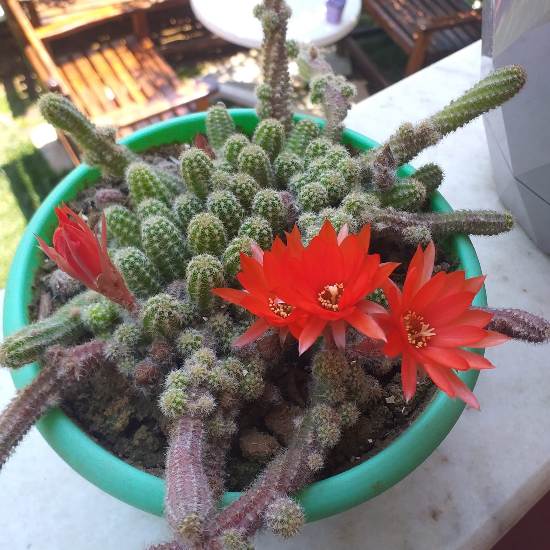 What is the coolest indoor plant? Decoration Plant