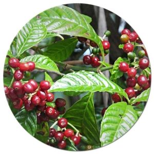 What are the plants and trees that grow in Cameroon?