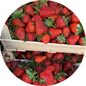 Where are strawberries grown Europe? European Strawberry