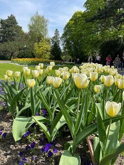 Popular flower varieties in the Czech Republic