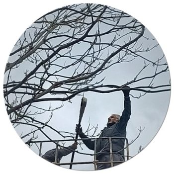 How is tree pruning done in Japan? Tree cutting in Japan