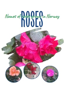 What are the most popular rose varieties grown in Norway?