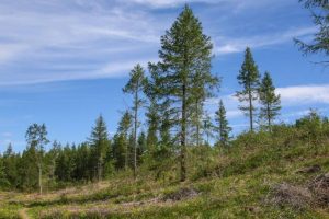 Icelandic forest areas and trees growing in Iceland