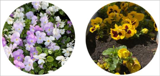 What is the national flower representing the Czech Republic?