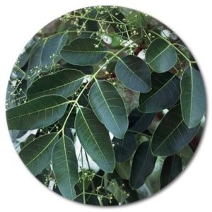 What are the plants and trees that grow in Cameroon?