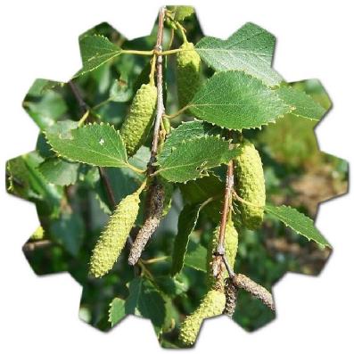 Icelandic forest areas and trees growing in Iceland