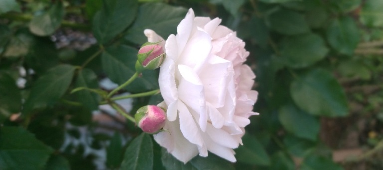 What is the best rose for Canada? Will roses grow in Canada?