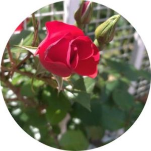 What is the best rose for Canada? Will roses grow in Canada?