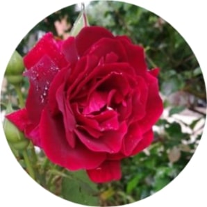 What is the national flower representing the Czech Republic?