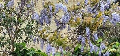 What are the agricultural products in Cyprus? Cyprus Plants