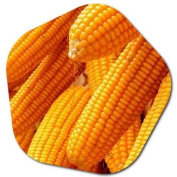 The best popular agricultural crops in the United States