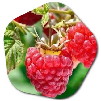 Popular edible wild fruits that grow in the forest