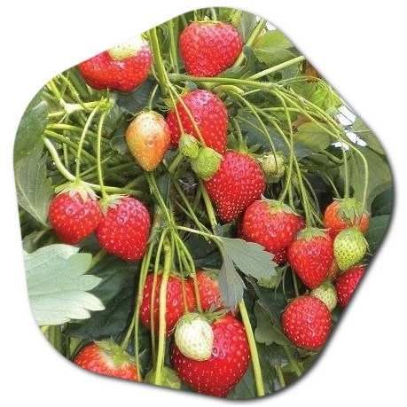 Popular edible wild fruits that grow in the forest