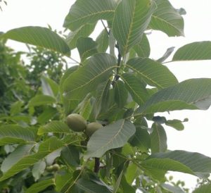 Where are the best walnuts grown in France? French Walnut