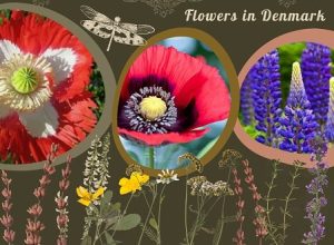 Popular flower varieties grown in Denmark?
