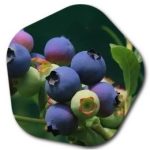 Popular edible wild fruits that grow in the forest