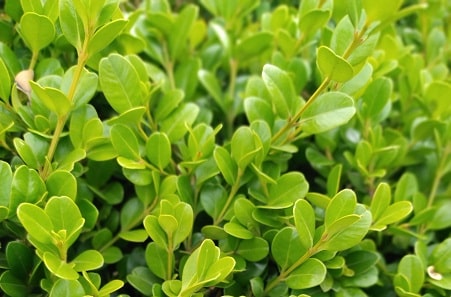 What is the habitat of boxwood? Boxwood care and pruning