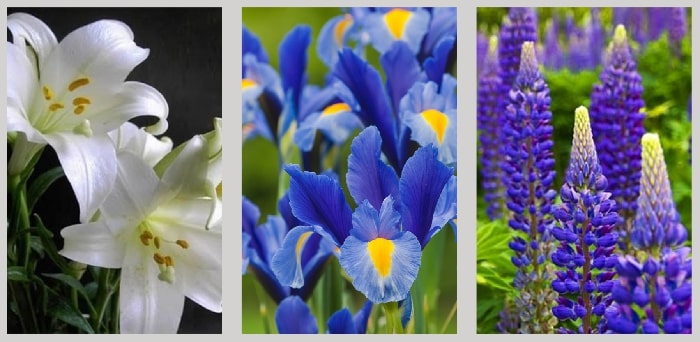 Popular flowers grown in the states of America