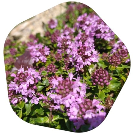 french thyme how to grow - Content about Plants