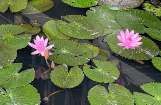 What is the flower that floats on water? - Content about Plants