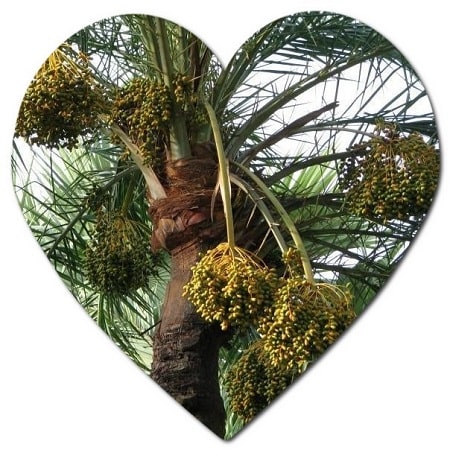 What are the plants and flowers that grow in the UAE? - Content about ...