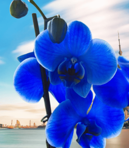 What is a popular plant in Papua New Guinea? - Content about Plants