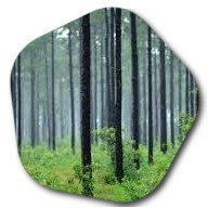 What type of plants are in Ukraine? - Content about Plants