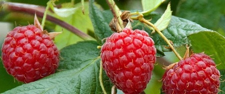 Where are raspberries grown in the US - Content about Plants