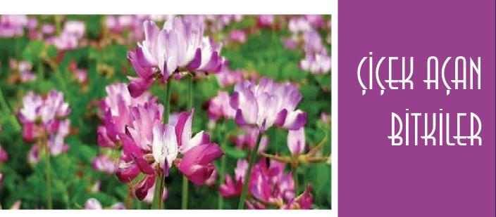 Türkiye’de yetişen çiçekli bitki türleri | Bitkiler Hakkında Bilgiler