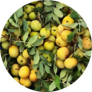 Üvez ağacı hangi iklimde yetişir? Üvezin faydaları | Bitkiler Hakkında ...