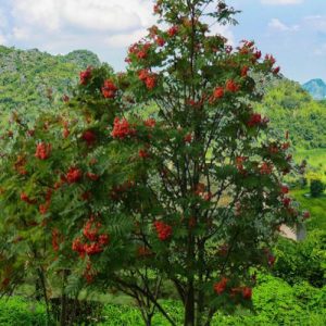 Üvez ağacı kaç yılda meyve verir? | Bitkiler Hakkında Bilgiler