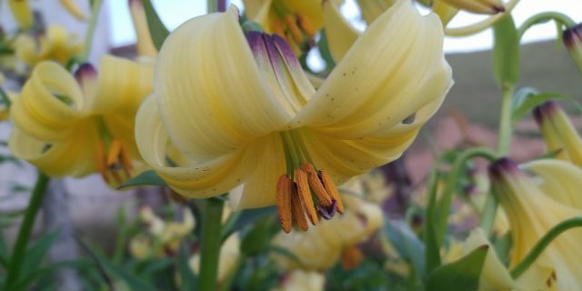 Alfabetik Bitki İsimleri Sıralı Listesi, Bitki Adları Nedir